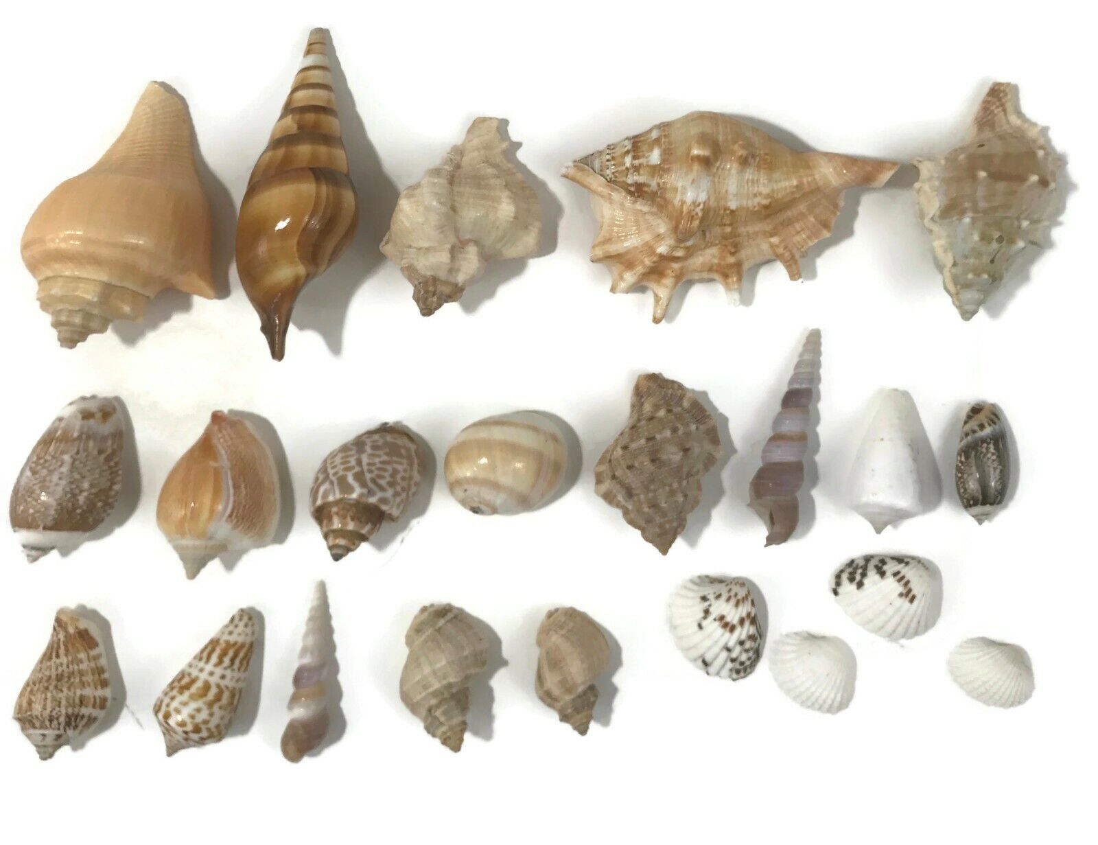 Vtg SEASHELL Lot of 22 COLLECTION Conch Snail WHELK AQUARIUM SEA SHELL ...