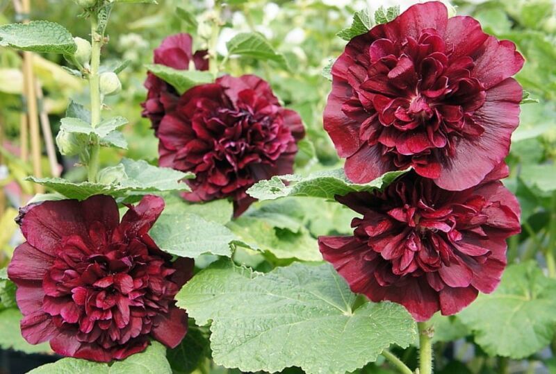 HS 30+ Maroon Giant Danish Double Hollyhock Flower Seeds / Perennial ...