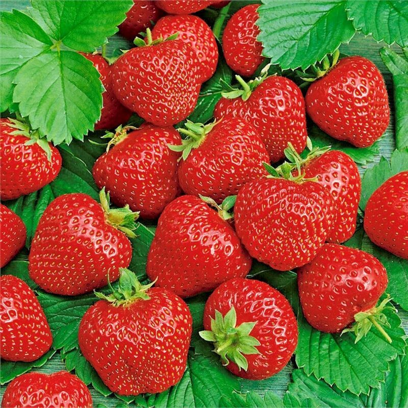 GIB ALI BABA STRAWBERRY 150 SEEDS SPRING PERENNIAL HEIRLOOM FRUIT ...