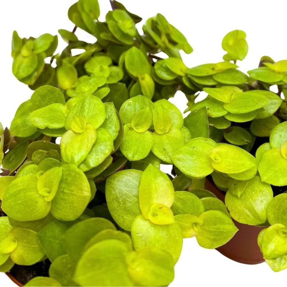 Callisia repens Gold 2 inch Set of 3 Miniature Wandering Dude Golden ...