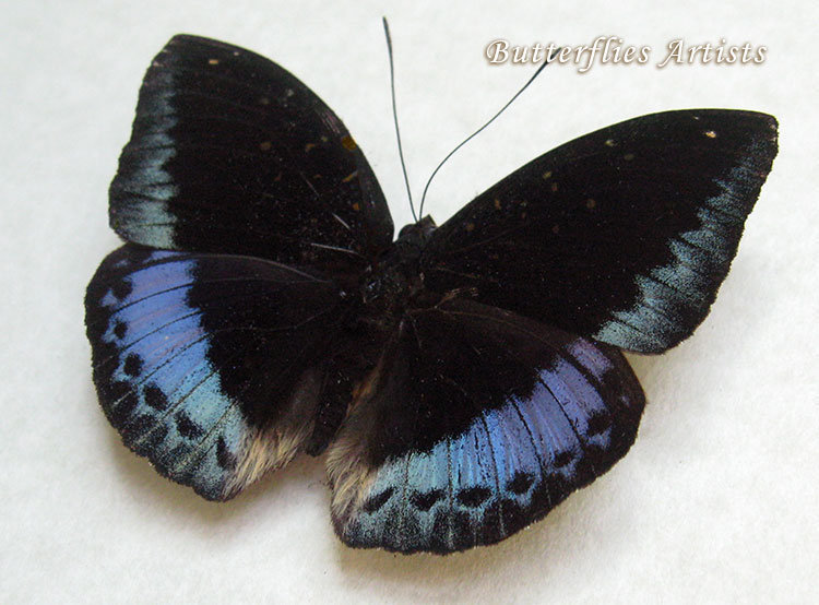 Lexias Dirtea Black Tipped Archduke Real Butterfly Entomology ...