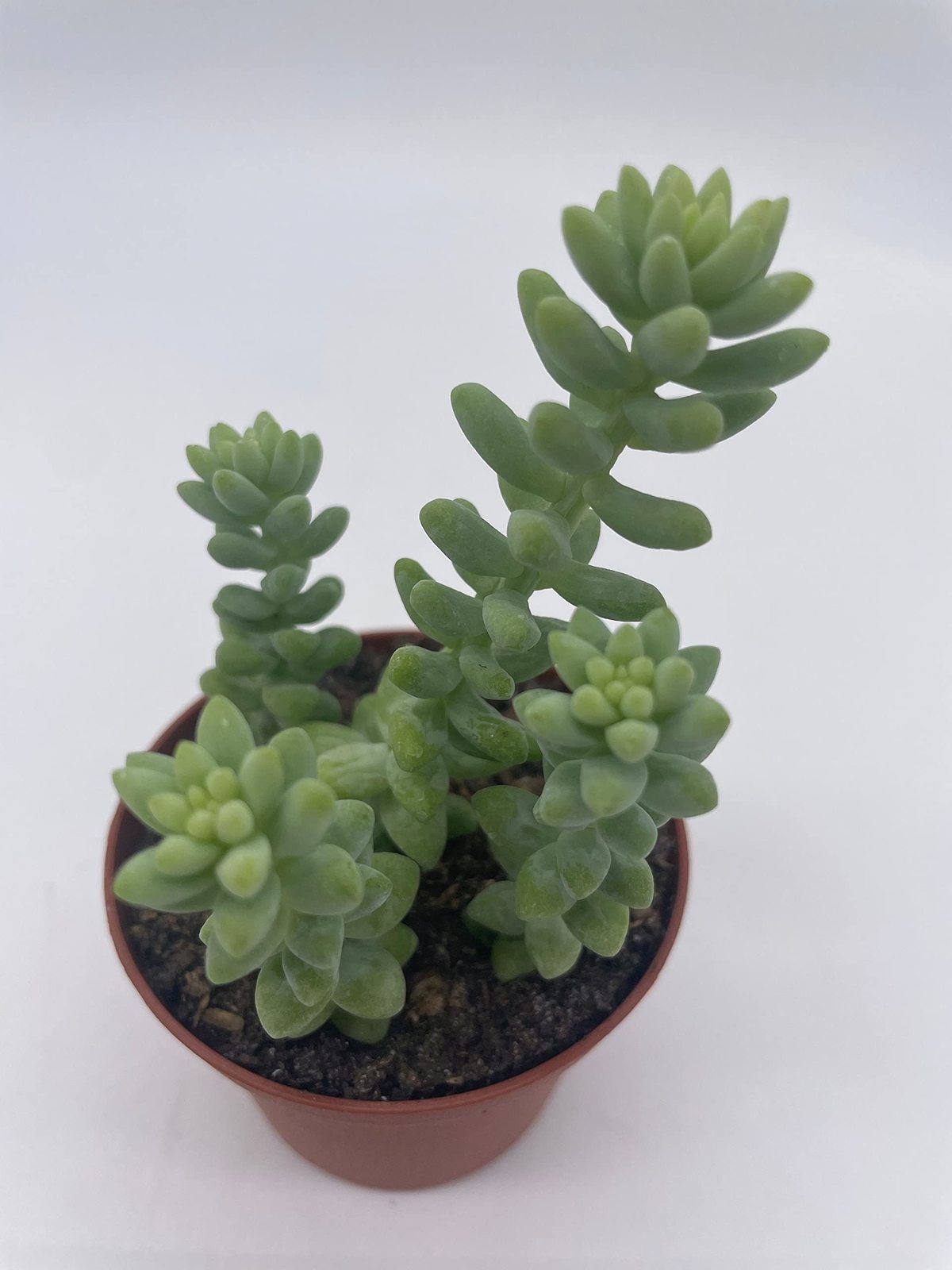 Burro's Tail, Sedum Morganianum, 3 inch Pot, Donkey's/Burrito Tails ...