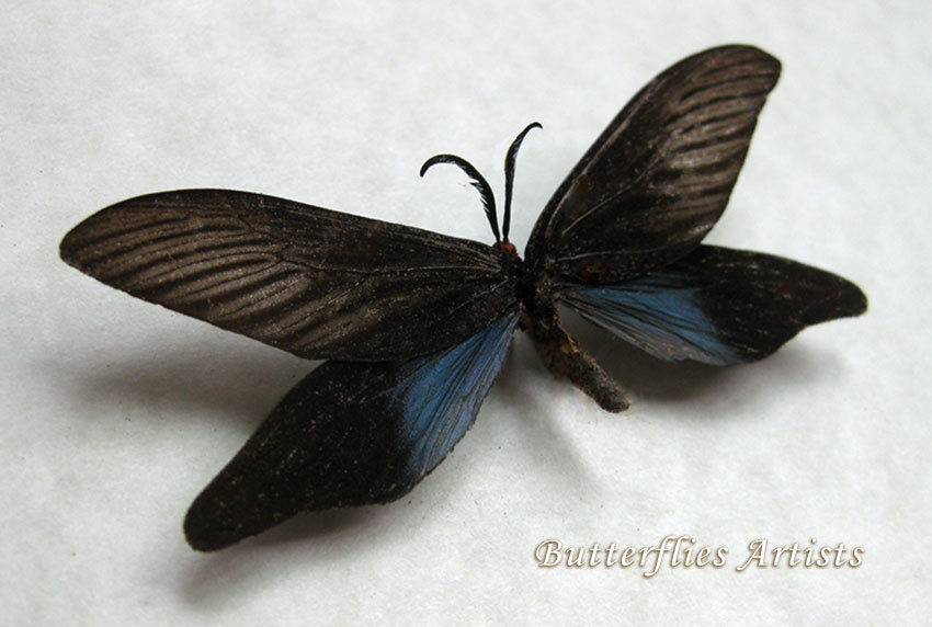 Pirate Flag Histia Libelluloides Unusual Moth Entomology Collectible ...