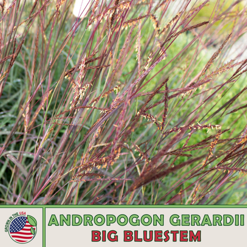 BRN 200 Big Bluestem Seeds Andropogon Gerardii Beardgrass Native ...