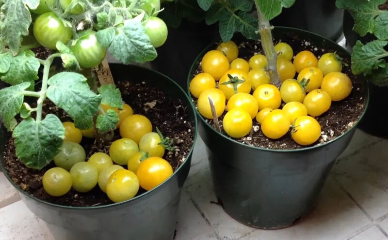HT Rejina Yellow Micro Dwarf Tomato 12 Seeds (Read) Garden Seeds ...
