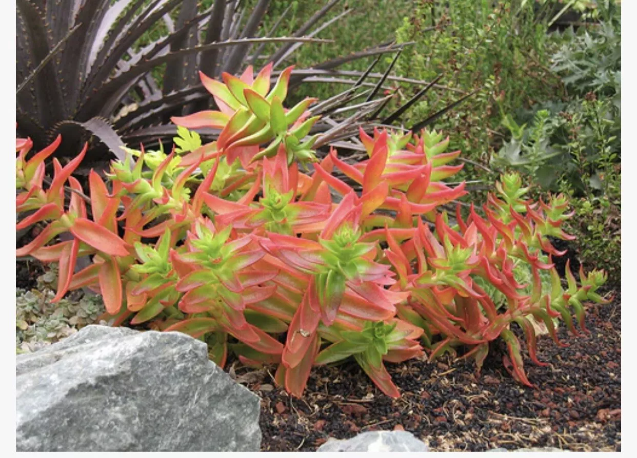 RARE 3 cuttings STUNNING Crassula Capitella 'Campfire' - Jade Succulent ...