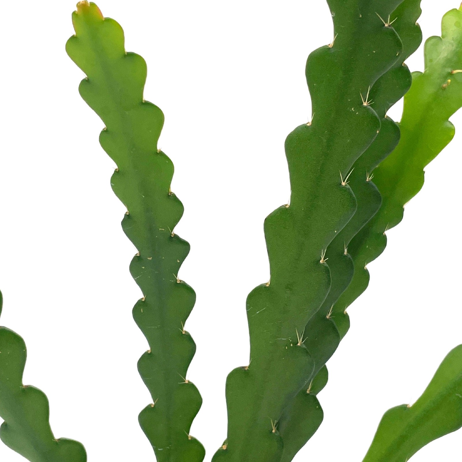 Fish bone Climbing Ric Rac Cactus, 4 inch, weberocereus imitans ...