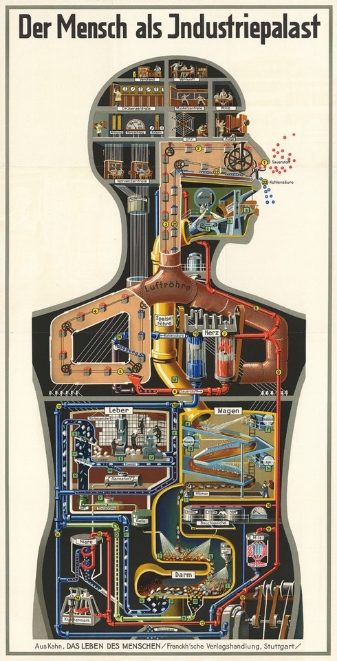 1926 The Human Factory - Man as Industrial Palace Anatomy Poster ...