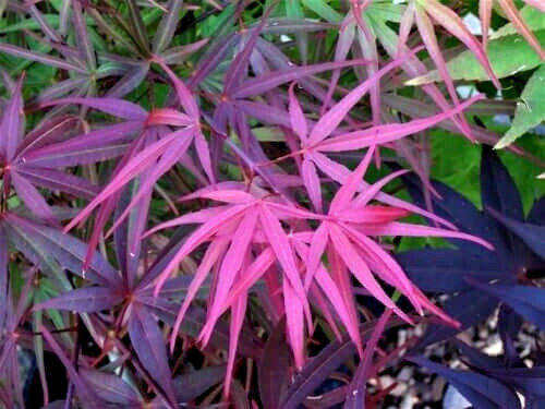 LimaJa RED BAMBOO JAPANESE MAPLE 12 Authentic Seeds SEEDS - Acer ...