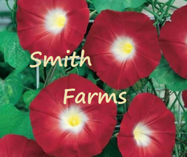 25 Morning Glory Ruby Red Picotee Ipmoea Vining Perennial Flowers ...