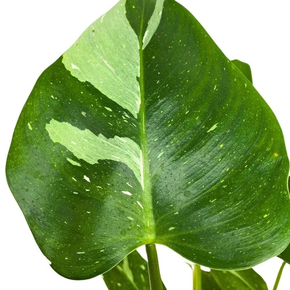 Philodendron White Princess 6 inch Rare Variegated Philo Indoor House ...