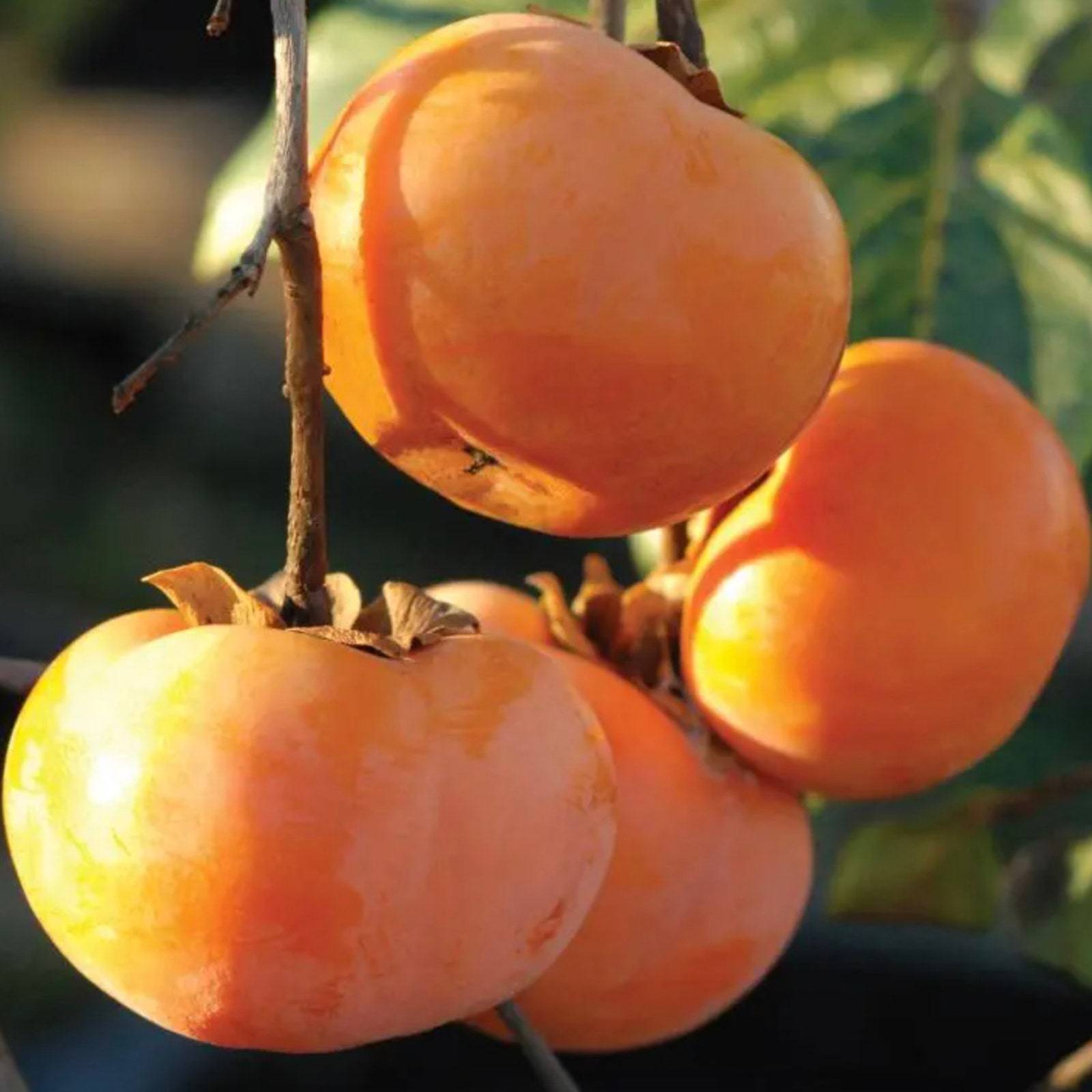 5 Japanese Persimmon Tree Seeds Asian Diospyros Kaki Fruit Tree Seeds ...