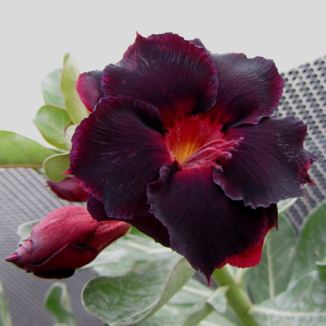 'Black Fire' Adenium Obesum 2 PCS Seeds - Seeds & Bulbs
