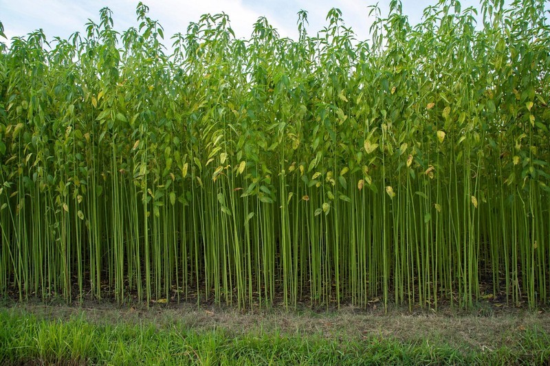 SRN 100 Tossa Jute Mallow Corchorus Olitorius African Sorrel Twine ...