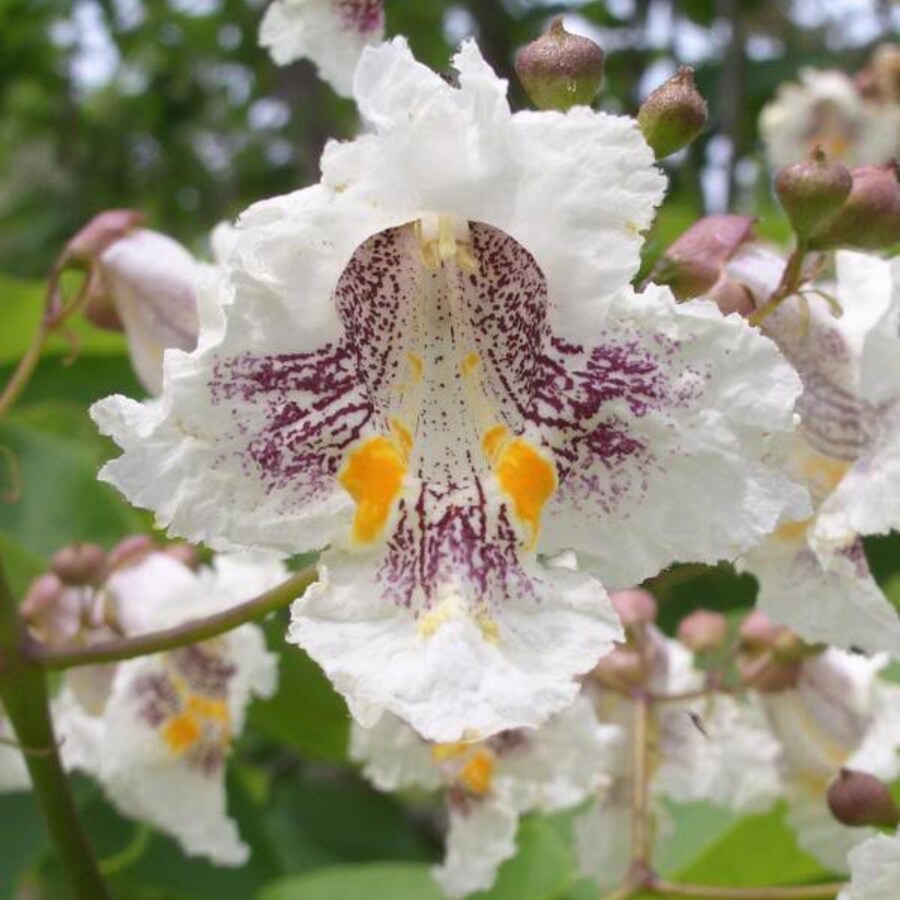 50 Flowering Northern Catalpa Speciosa Tree Seeds Aka Western Catalpa ...