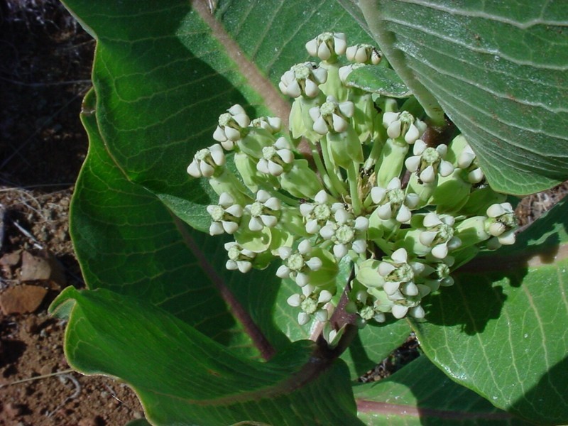 PSA Asclepias Latifolia Broadleaf Milkweed 6 Seeds Fast Growing - Seeds ...
