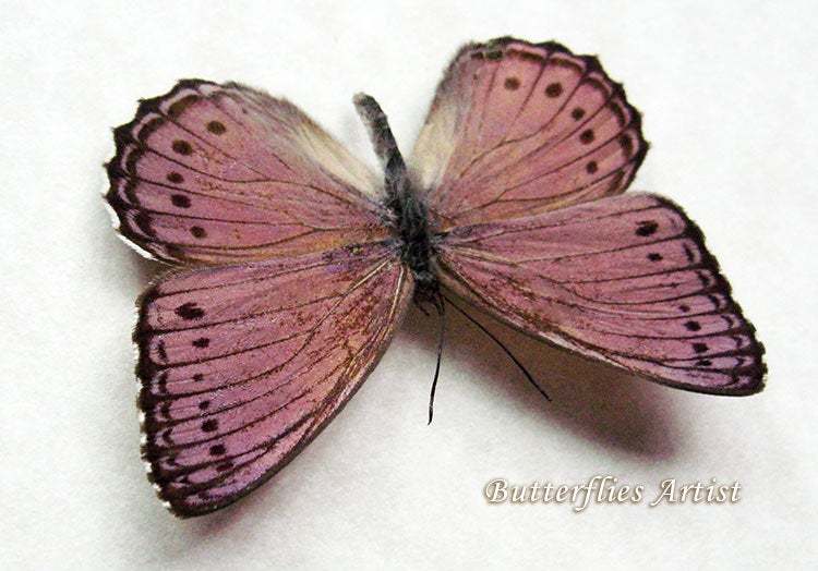 Lavender Meadow Crenis Sallya Pechuelli Butterfly Framed Entomology ...