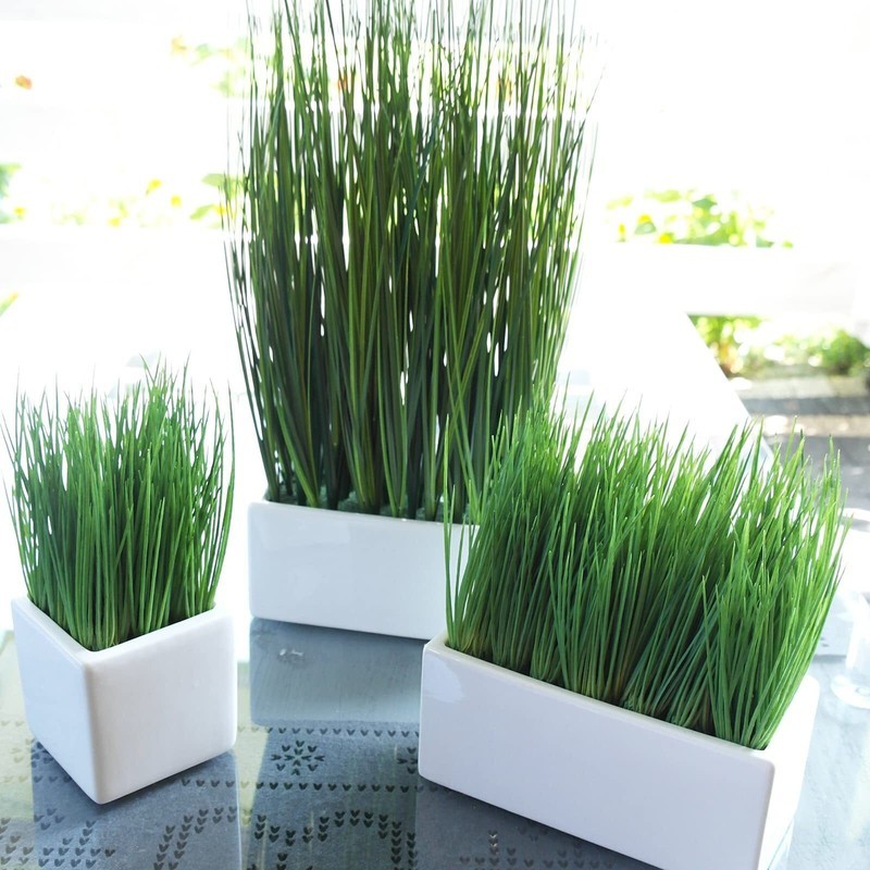 SDC 2000 Seeds Premium Cat Grass Seeds Organic Rate Germinate Within 3 ...