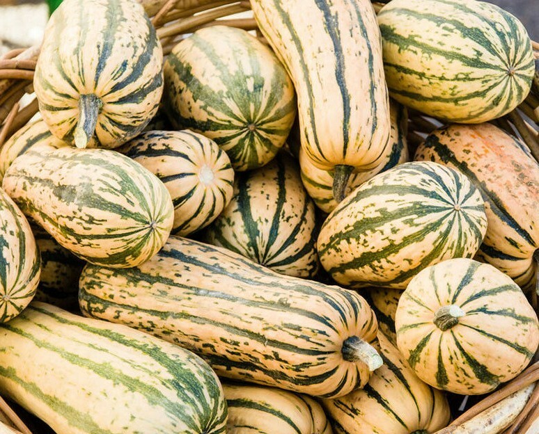 HT Delicata Squash Seeds 20 Winter Vegetable Sweet Potato Squash Garden ...