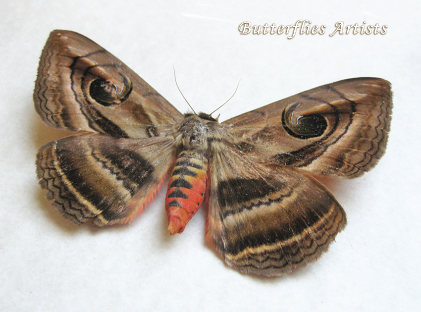 Spirama Helicina Real Owlet Moth Framed Entomology Collectible ...