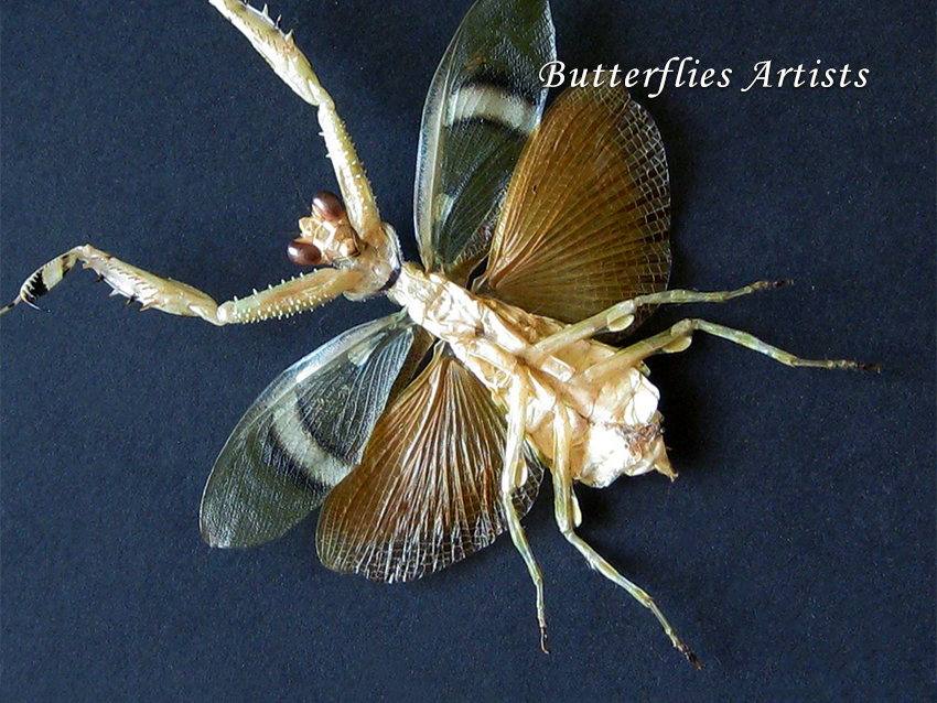 Rare Theopropus Elegans Female Banded Flower Mantis Framed Entomology Shadowbox - Entomology ...