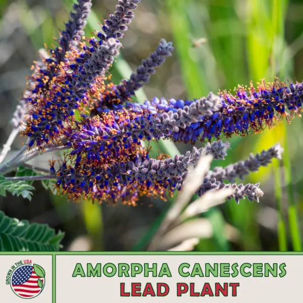 200 Lead Plant Seeds Amorpha Canescens Native Wildflower Drought ...