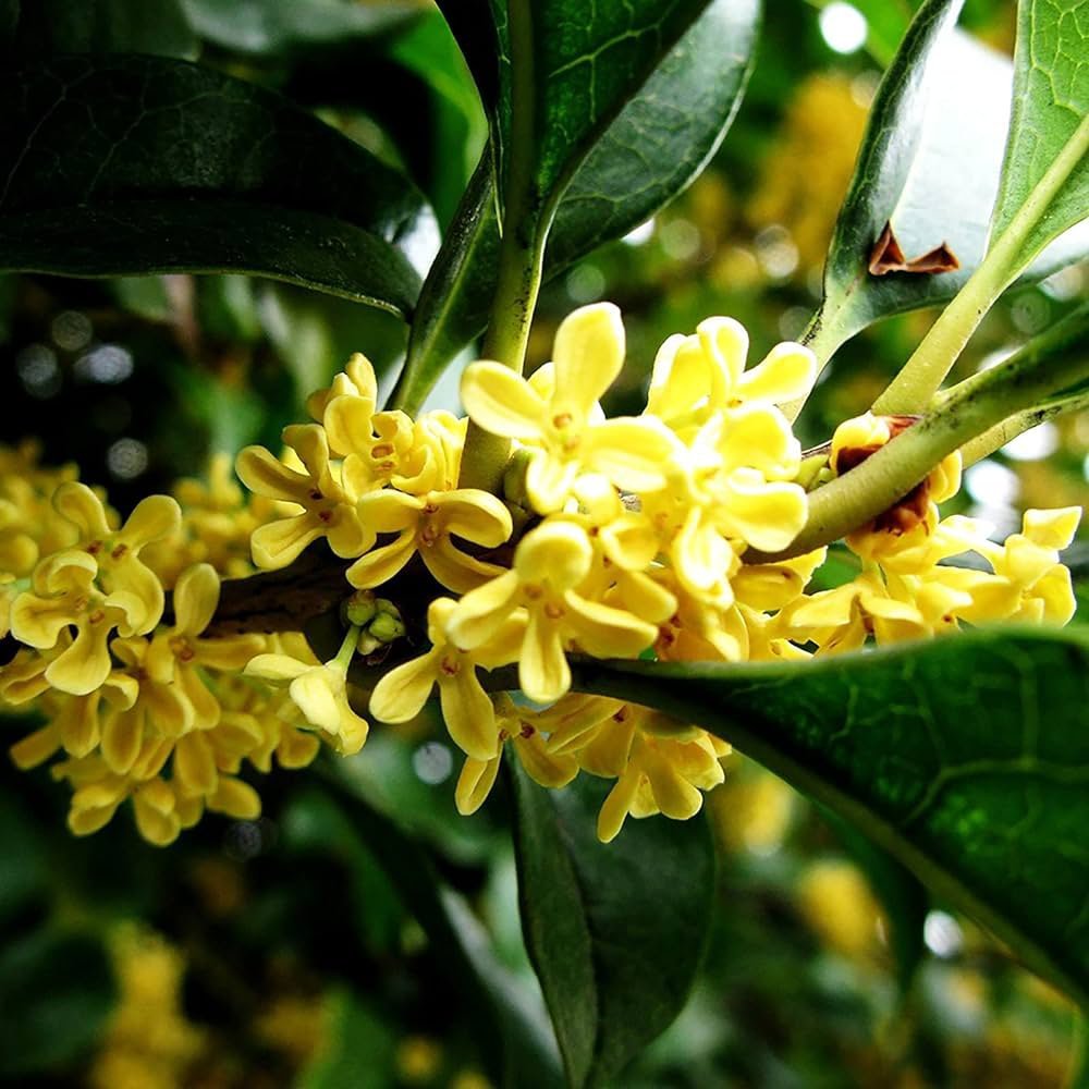 Fragrance osmanthus Tree Yellow Bonsai Flowers 10 Seeds - Home & Garden