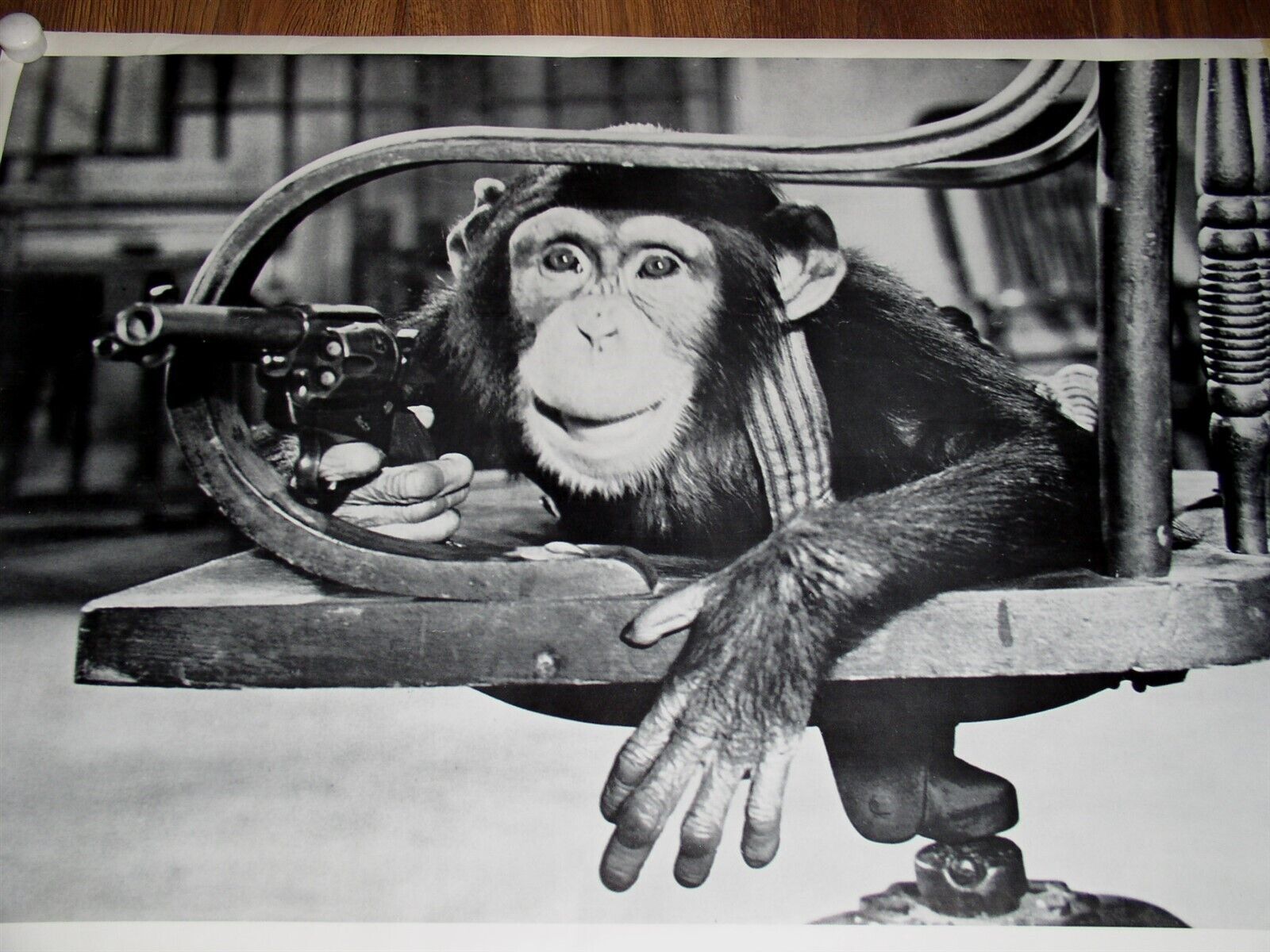 FAMOUS FACES MONKEY CHIMP WITH GUN POSTER VINTAGE 1960's HEAD SHOP ...