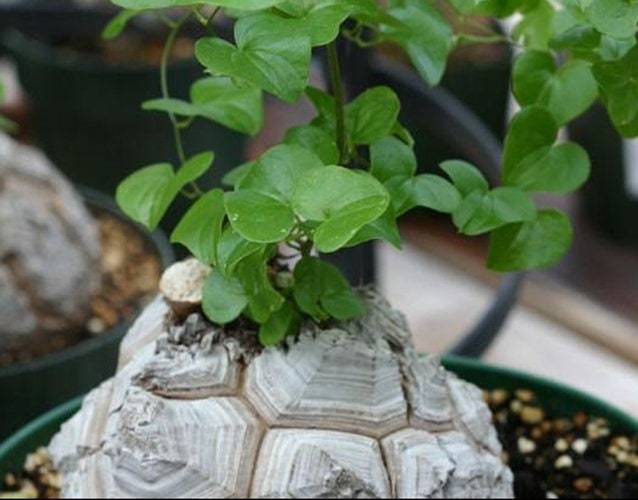 Dioscorea elephantipes Seeds, Rare Exotic Elephant Foot, Succulent ...