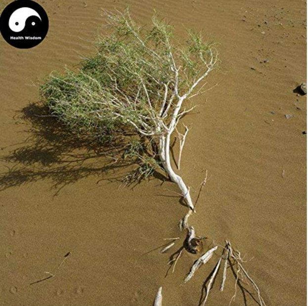 Haloxylon Ammodendron Tree Semente 50 Seeds Plant Desert Tree Haloxylon ...