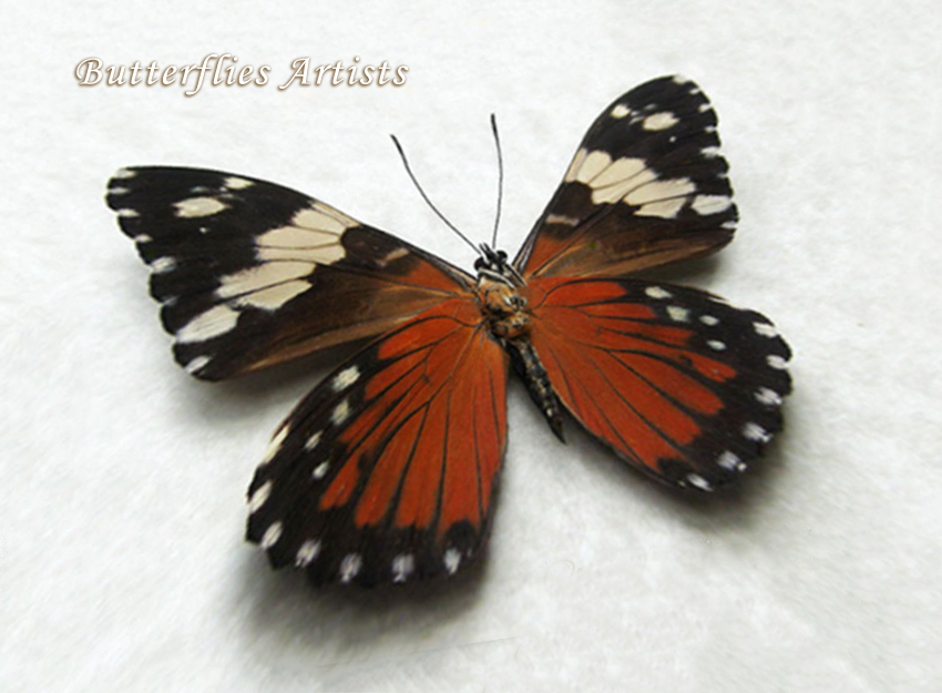 Red Cracker Hamadryas Amphinome Real Butterflies Framed Entomology ...