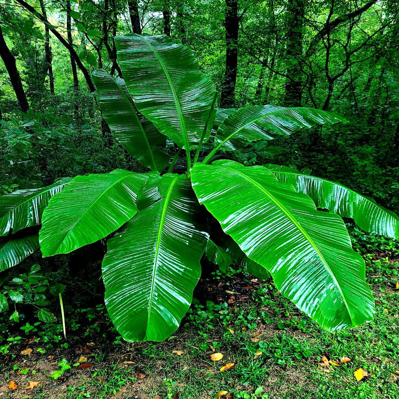 KKG 20 Dwarf Cavendish Banana Tree Seeds M Acuminata Tropical Fruit ...