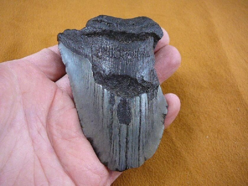 (sp200-73) 4" Fossil Shark Tooth teeth MEGALODON partial fragment meg ...
