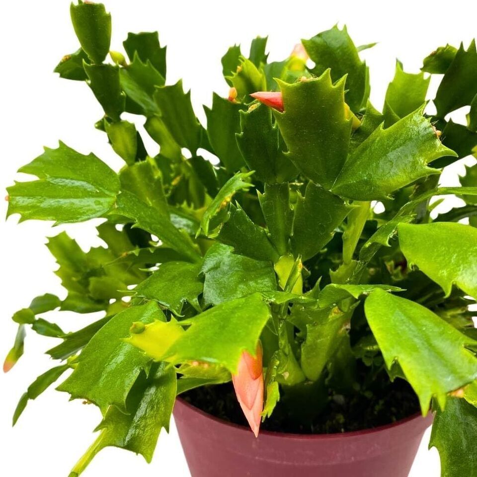 Christmas Cactus, 6 inch Holiday Cactus Thanksgiving Cactus, Crab ...
