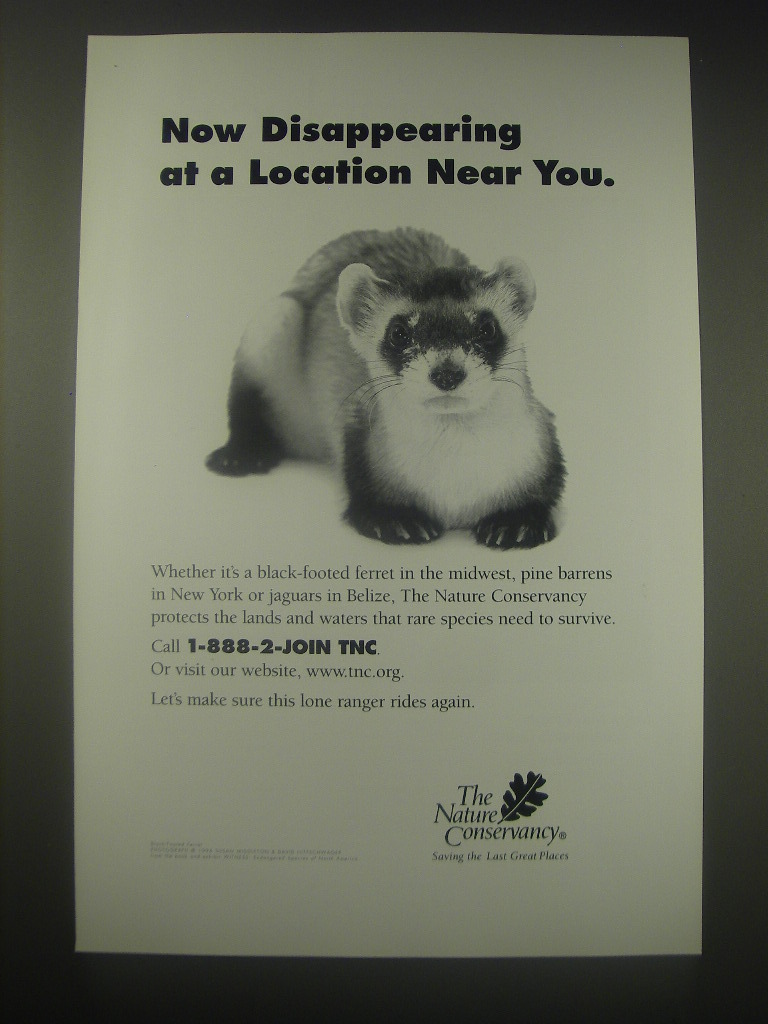 1998 The Nature Conservancy Advertisement - Black-Footed Ferret - 1980-89