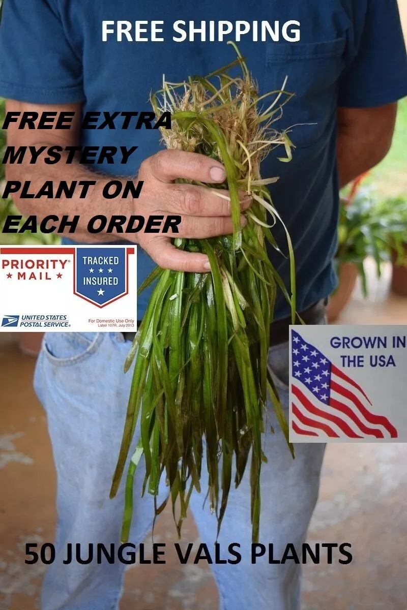 50 Jungle val plants live aquarium plants aquascaping planted tank easy ...