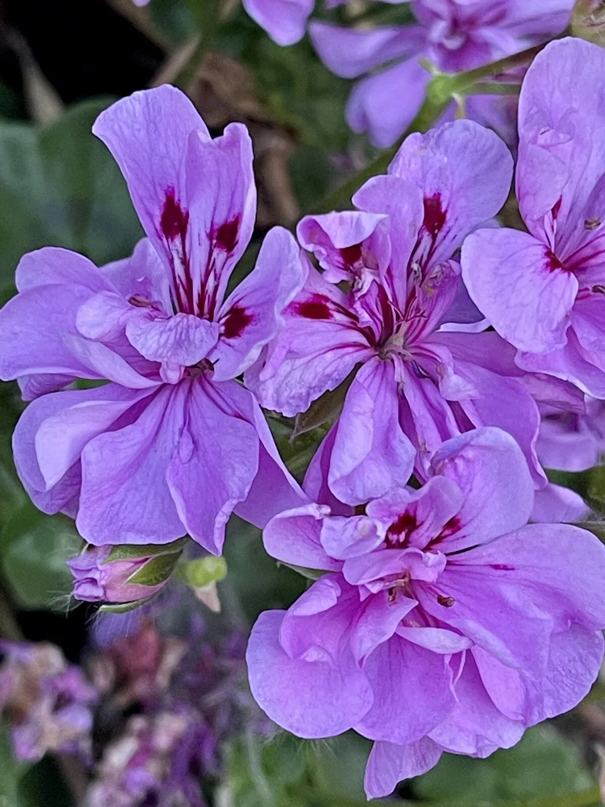 Ivy Geranium Four Colors 8 Cuttings For Rooting Pelargonium With ...