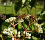 Bee Bee Tree (Tetradium daniellii) 4“ pot size - Home & Garden