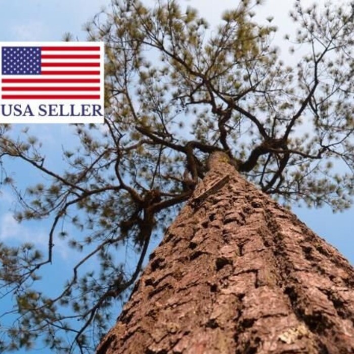 Pinus Kesiya Pinus Insularis Pine Cones Pinus Khasia Khasyana 20 Seeds ...