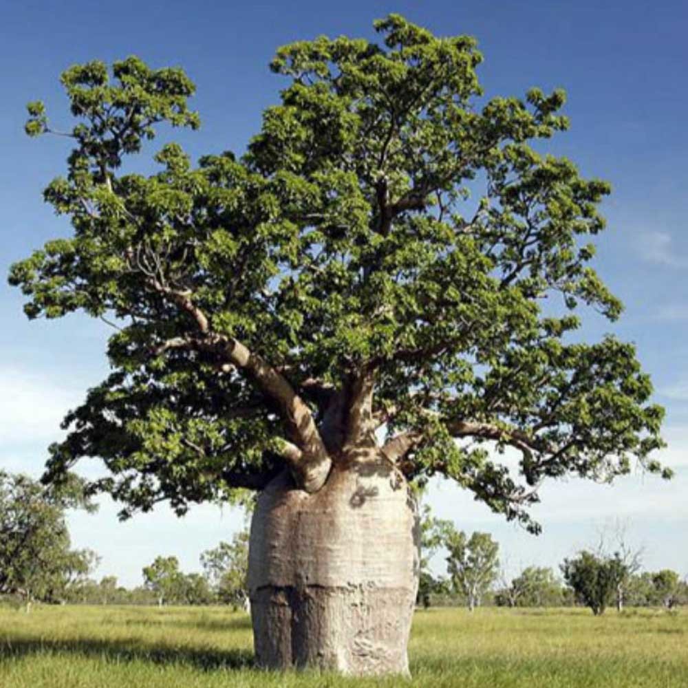5 Of Adansonia digitata (Baobab) Tree - seeds - Seeds & Bulbs