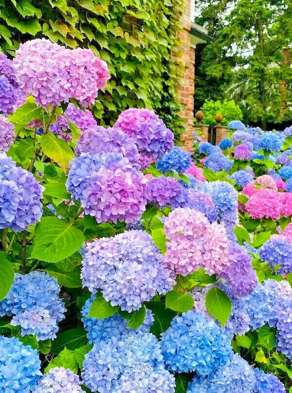 Hydrangea Arriba Reblooming Hydrangea Macrophylla Harvested Seeds Hs05 ...