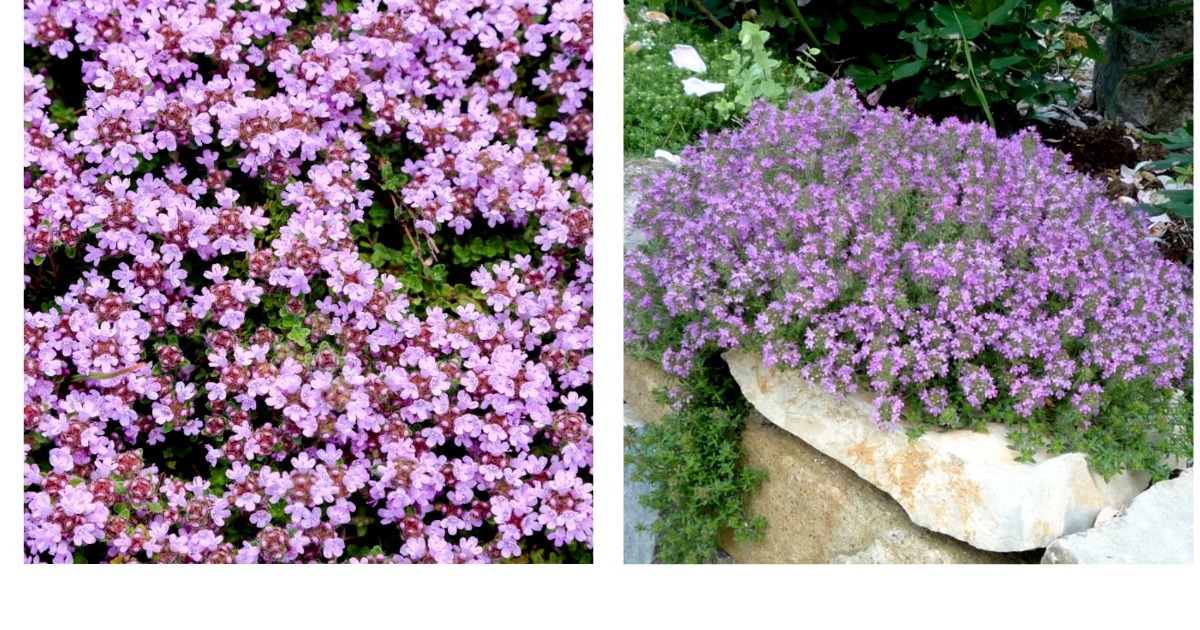 1000+ Seeds! Creeping Thyme LAVENDER Groundcover Perennial Purple ...