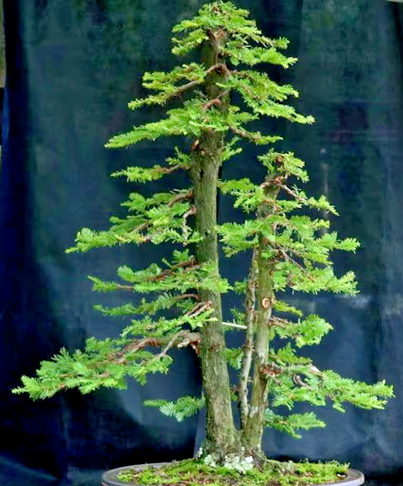 BONSAI Giant sequoia, Sequoiadendron giganteum redwood forest TREE -10 ...