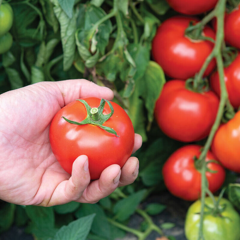 LWK 50 Seeds Estiva Tomato Juicy Tomatoe Vegetable Edible Food Easy ...