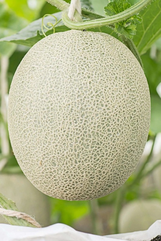 LD 30 Hales Best Jumbo Melon Seeds Non-Gmo Cantaloupe Muskmelonon Fast ...