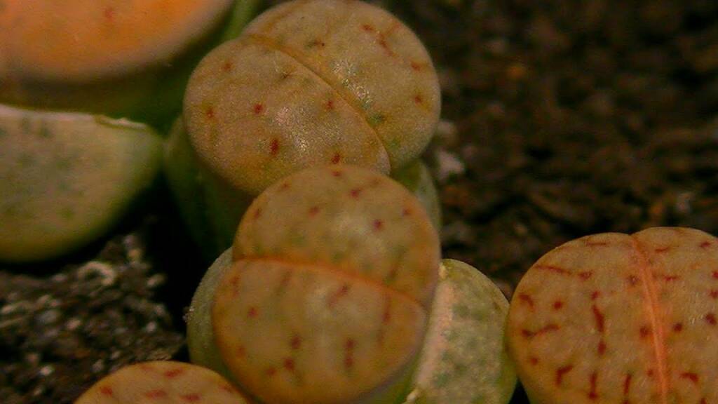 Lithops dinteri subsp. dinteri var. brevis, 10 Seeds - Other Plants, Seeds & Bulbs