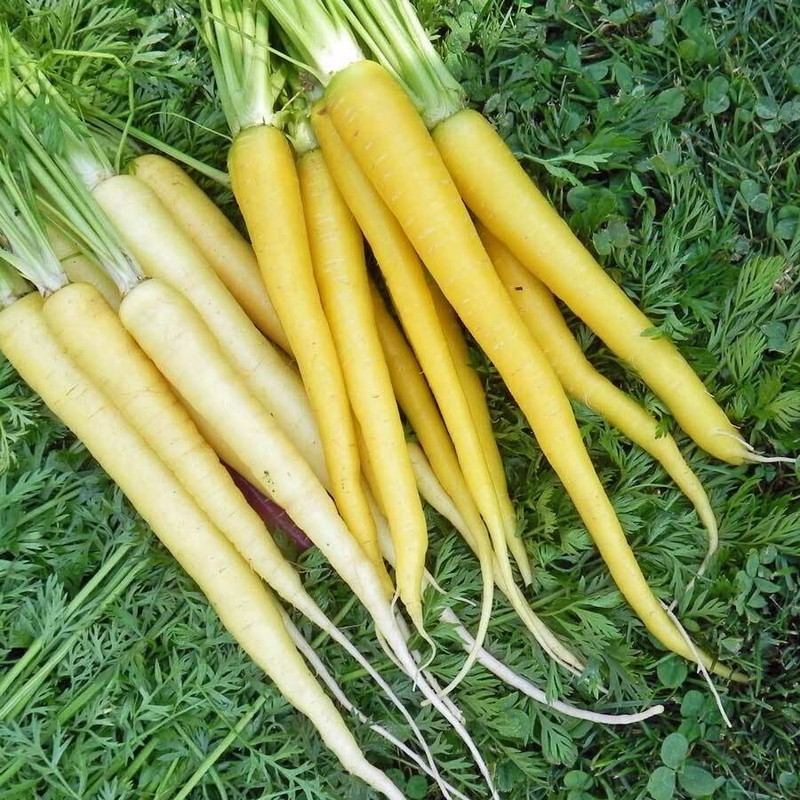 SYR Solar Yellow Carrot Seeds Non-Gmo Seed Store 1083 Fast Growing ...
