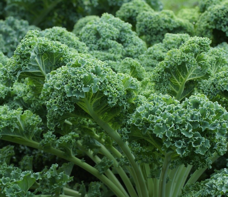 LKS Dwarf Blue Curled Scotch Kale Seeds Heirloom Non-Gmo Home Garden ...
