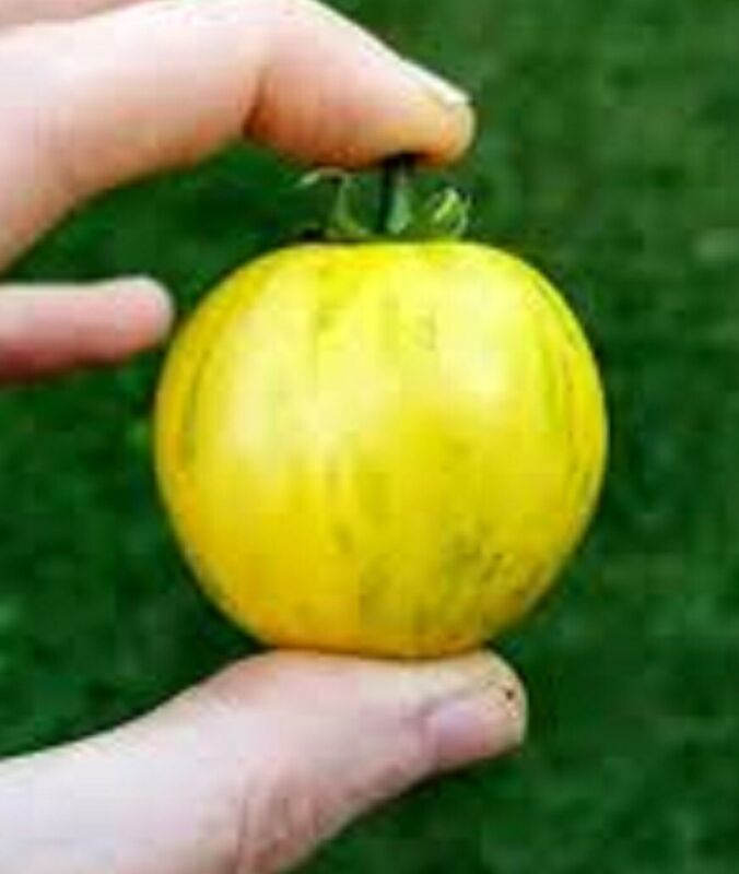 SYR 50 Seeds Topaz Or Huan U Tomato Tomatoe Vegetable Fast Growing ...