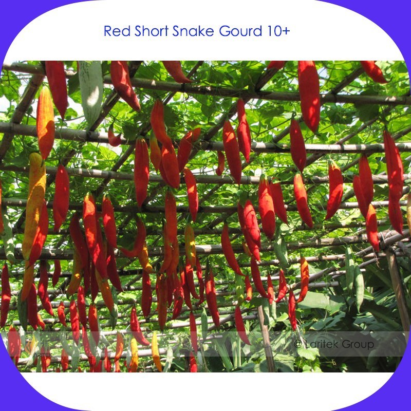 Red Short Snake Gourd 10 Pack Serpent Gourd Edible Vegetable Garden ...